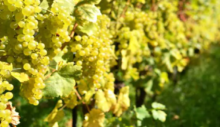 All day guided Mumm tour including vineyards with tastings and ...