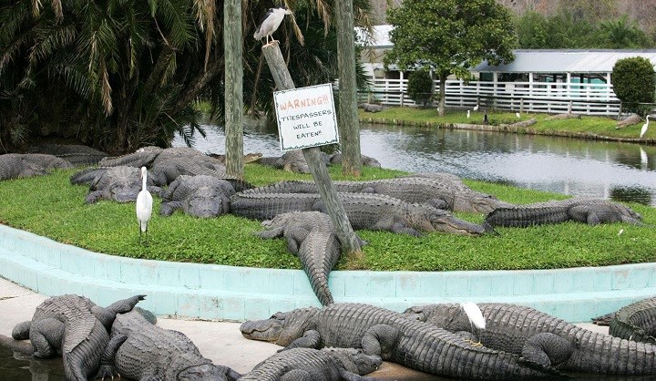 Gatorland General Admission, Florida, USA, Travel Republic