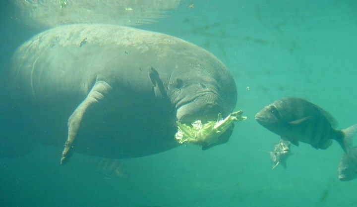 Manatee Swim, Snorkel and Boat Adventure Tour, Florida, USA, Travel ...