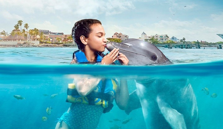 Dolphin Encounter By Dolphin Discovery | Travel Republic