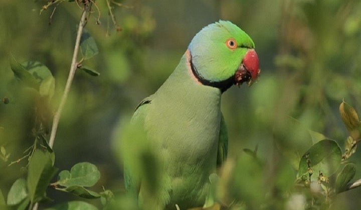 Bird Watching Tour | Mauritius | Travel Republic