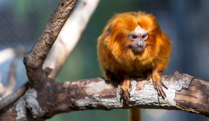 Loro Park Tickets, Tenerife, Spain, Travel Republic