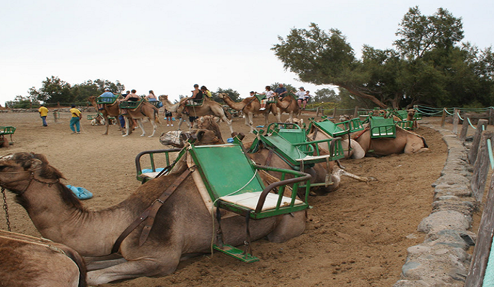 4x4 safari and Camel Ride, Deals | Gran Canaria | Spain | Travel Republic