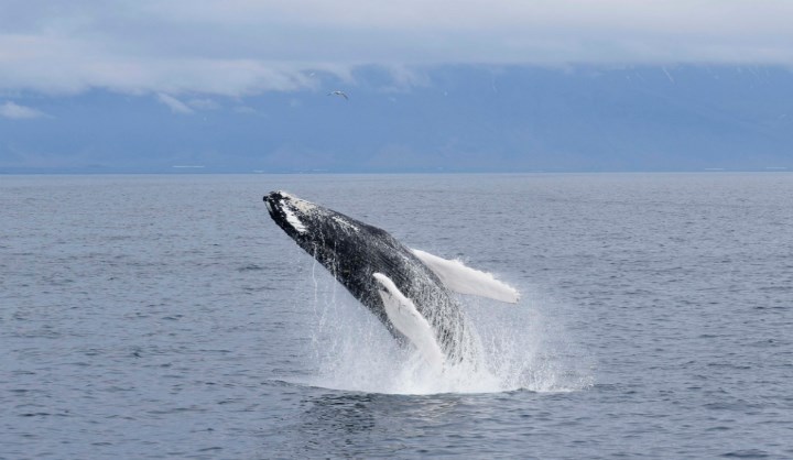Whale Watching Express, Iceland, Reykjavík, Travel Republic